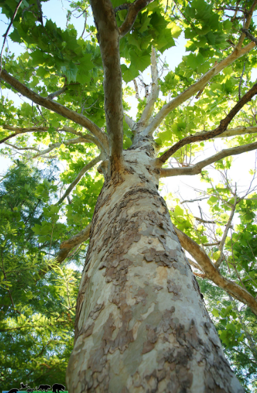Would Sycamore Lumber be a Good Choice for Building a Pole Building ...