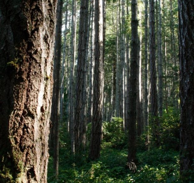 Why it’s Critical to Understand Lumber Species Groups - Hansen Buildings